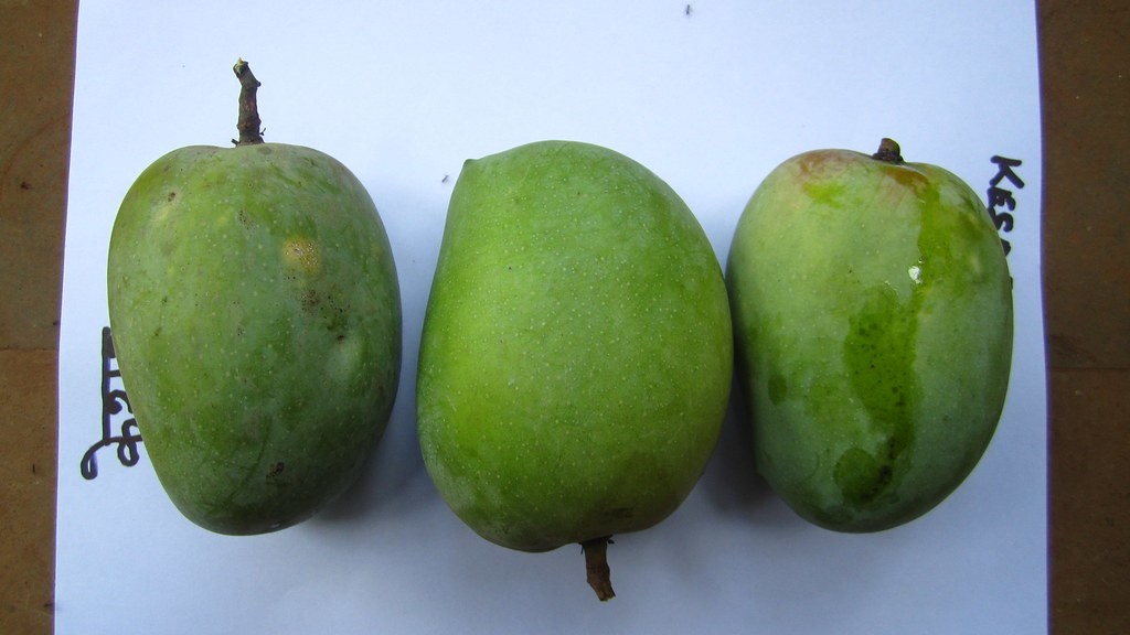 Kesar Mango: The Crown Jewel of all Mangoes | Breaking Asia